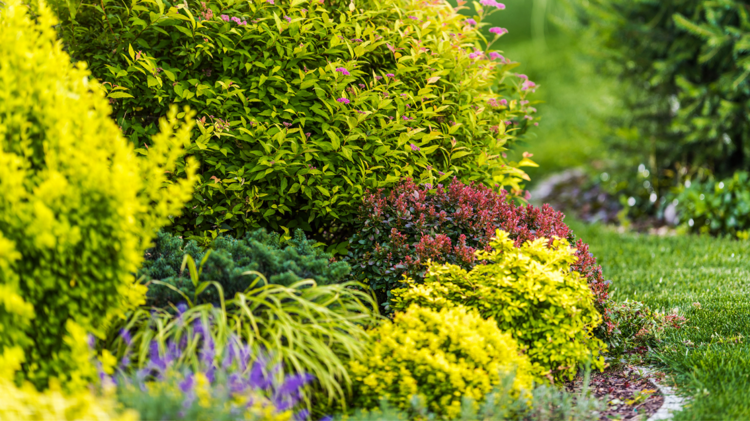 Thriving Trees and Shrubs: Expert Care Tips - Kapp's Green Lawn