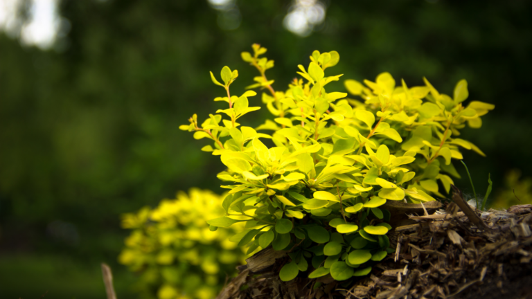 Thriving Trees and Shrubs: Expert Care Tips - Kapp's Green Lawn