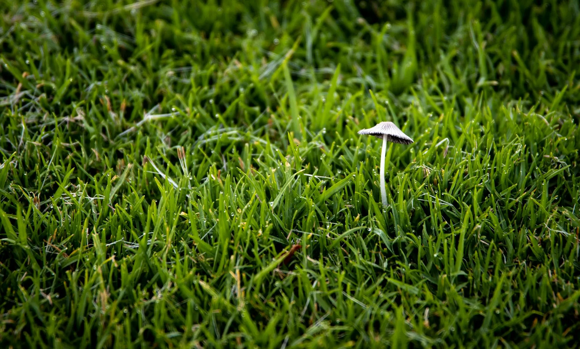Common Lawn Fungus Diseases and How to Treat Them - Kapp's Green Lawn